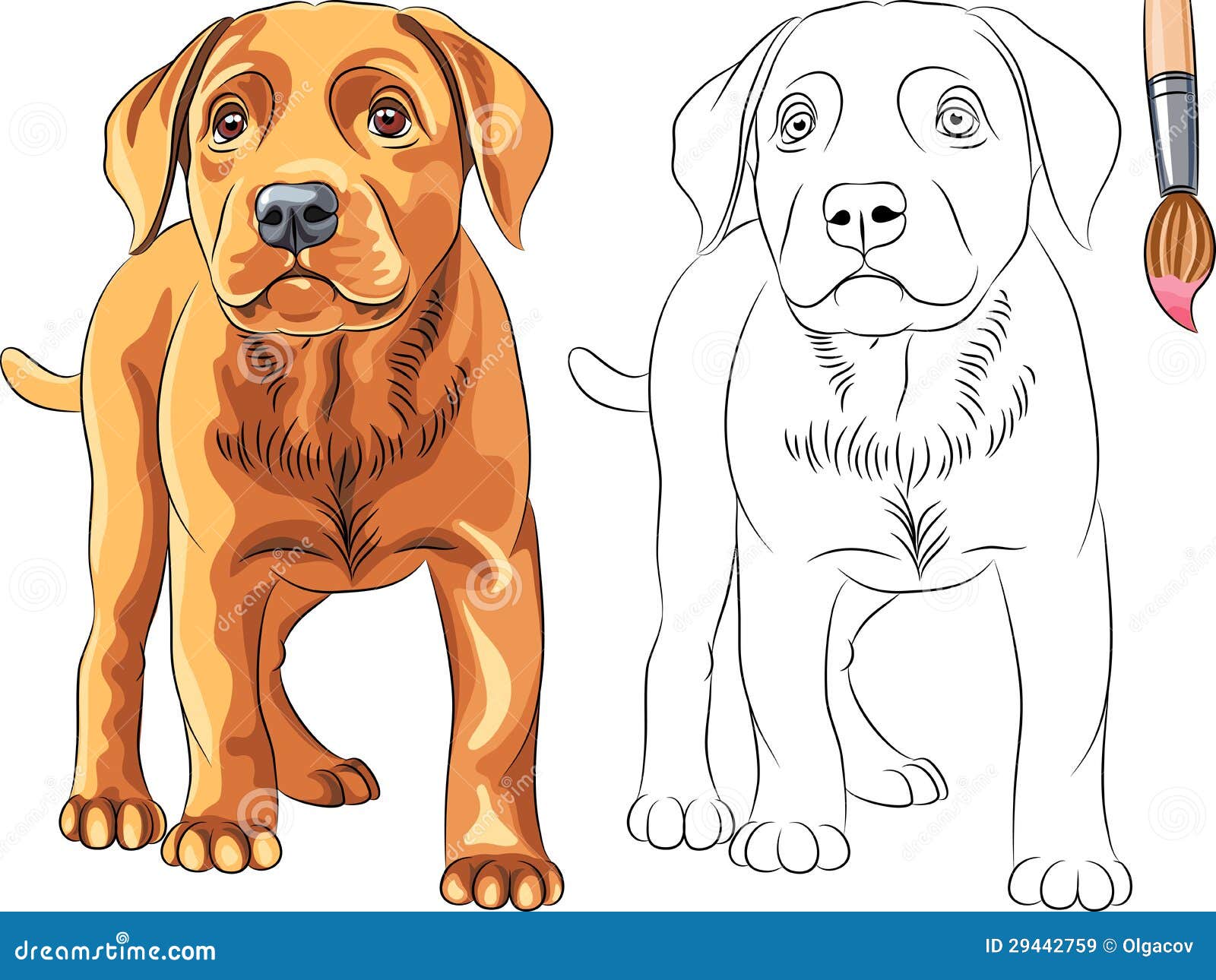 Il Libro Da Colorare Di Vettore Del Cucciolo Di Cane Rosso Labrador ... Il Libro Da Colorare Di Vettore Del Cucciolo Di Cane Rosso Labrador ...