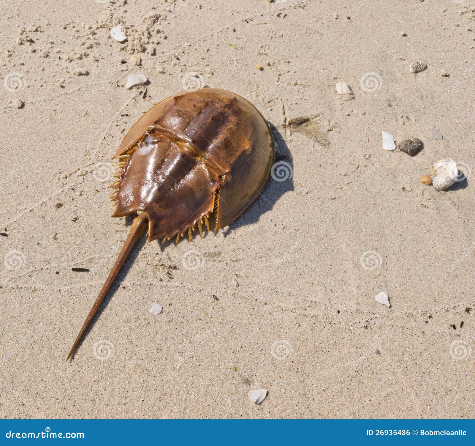 Il Limulo Molted Esoscheletro Fotografia Stock - Immagine di polifemo ...