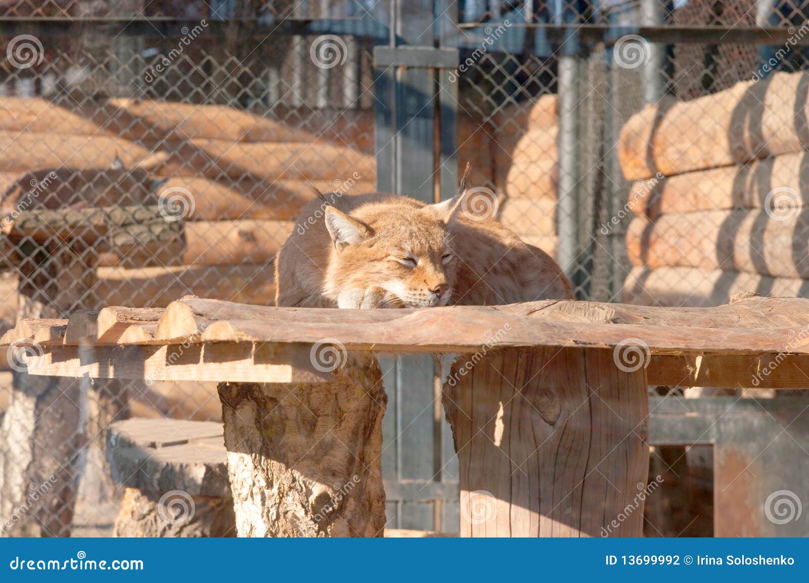 Il lince siberiano fotografia stock. Immagine di selvaggio - 13699992