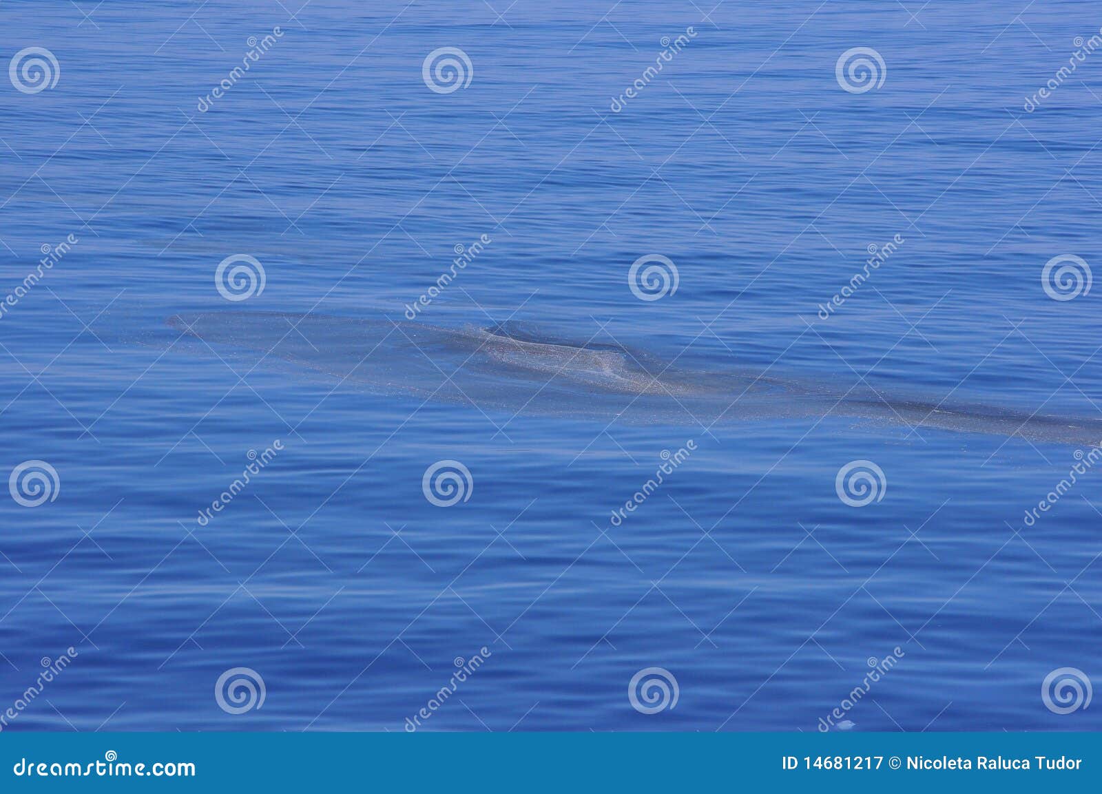 Il Litorale Del Mar Nero in Romania Immagine Stock - Immagine di nero ...