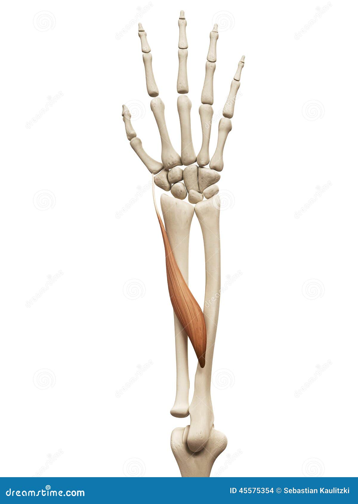 Il Longus Abduttore Di Pollicis Illustrazione di Stock - Illustrazione ...