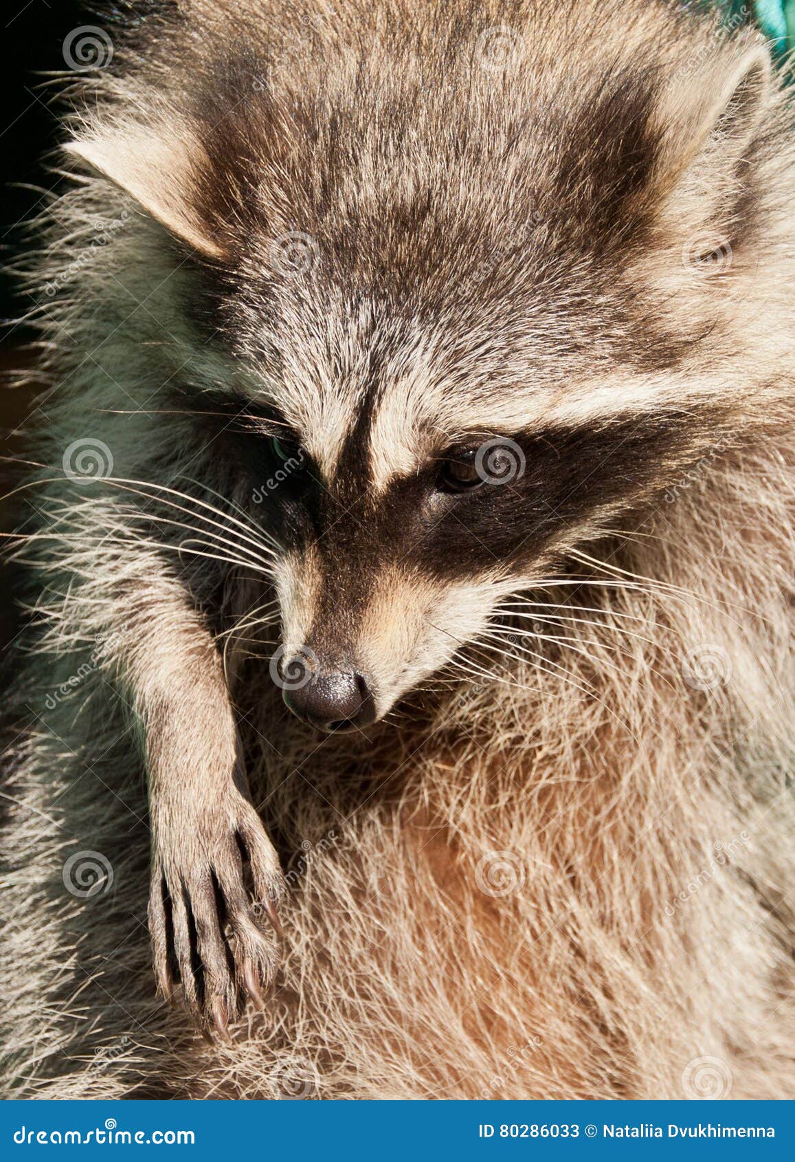 Il Lotor Del Procyon Del Procione Immagine Stock - Immagine di nero ...