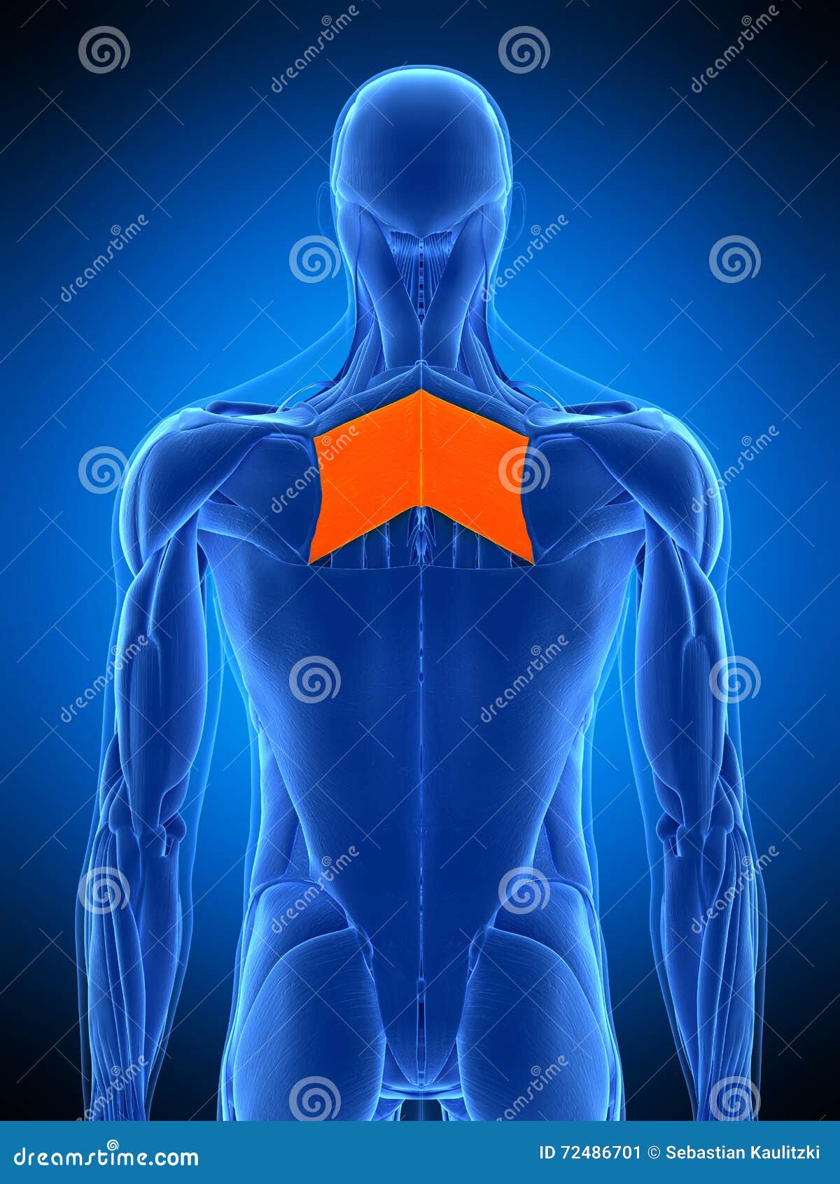 Il maggiore del romboide illustrazione di stock. Illustrazione di ...