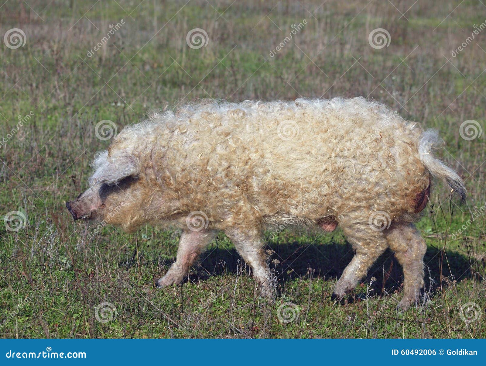 Il Maiale Della Razza Ungherese Mangalitsa Fotografia Stock - Immagine ...
