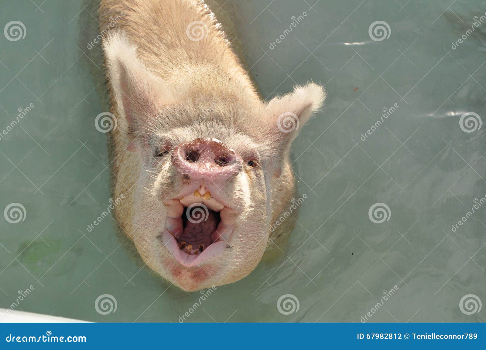 Il maiale rosa sorridente fotografia stock. Immagine di sorridere ...