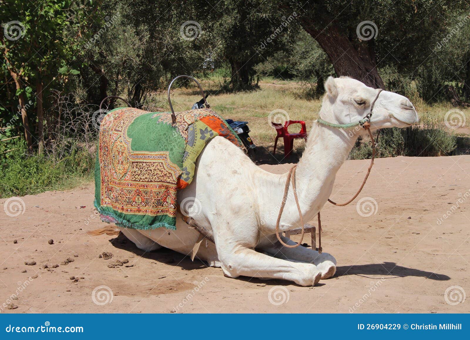 Il Marocco, Marrakesh: Giri Del Cammello Immagine Stock - Immagine di ...