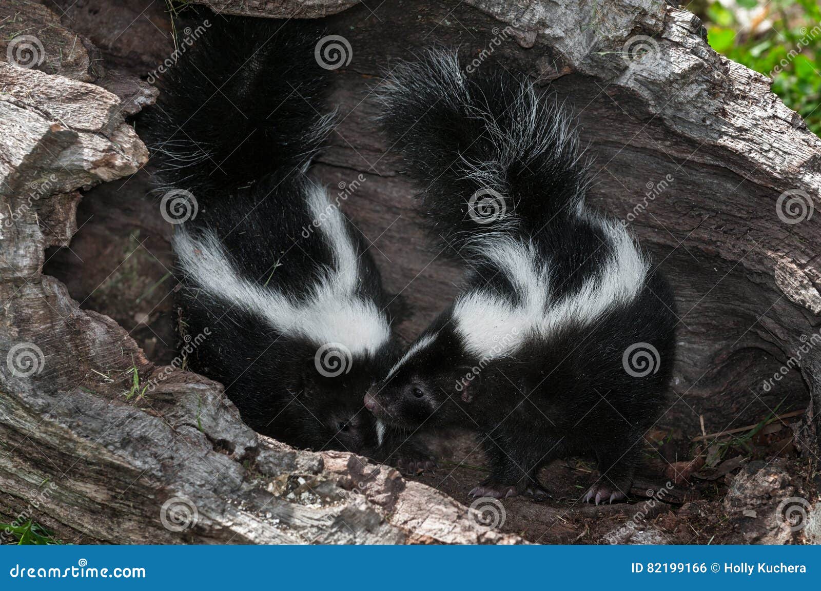 Il Mephitis Del Mephitis Di Due Corredi Della Moffetta a Strisce ...