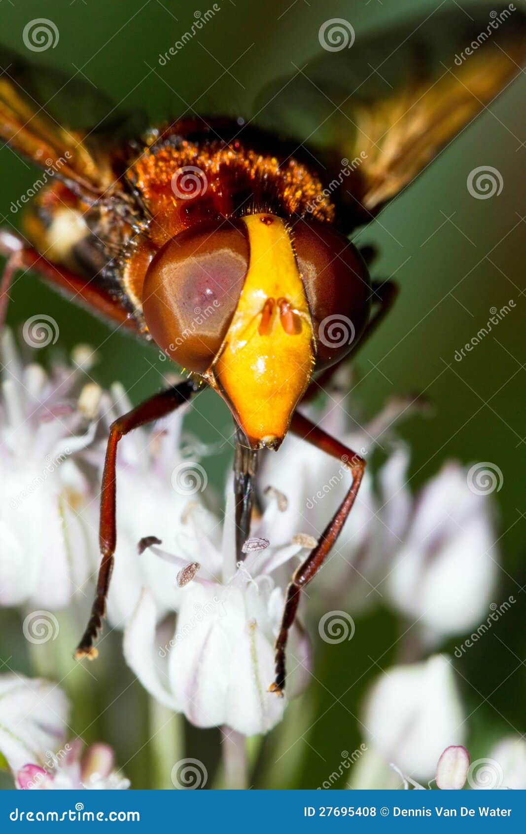 Il Mimo Del Calabrone Hoverfly Si Chiude in Su Fotografia Stock ...