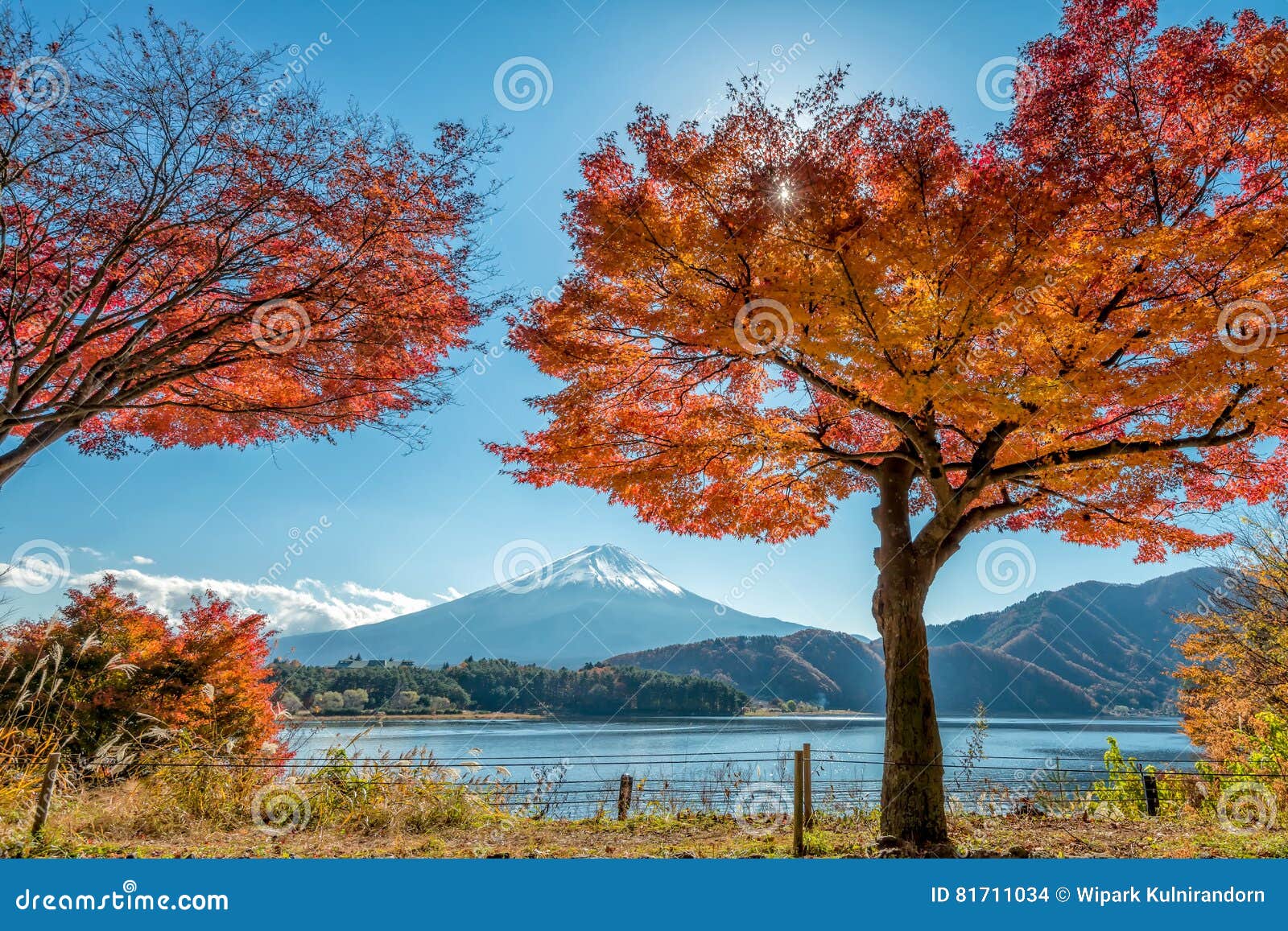Il Monte Fuji Con L'albero Di Acero Fotografia Stock - Immagine di ...