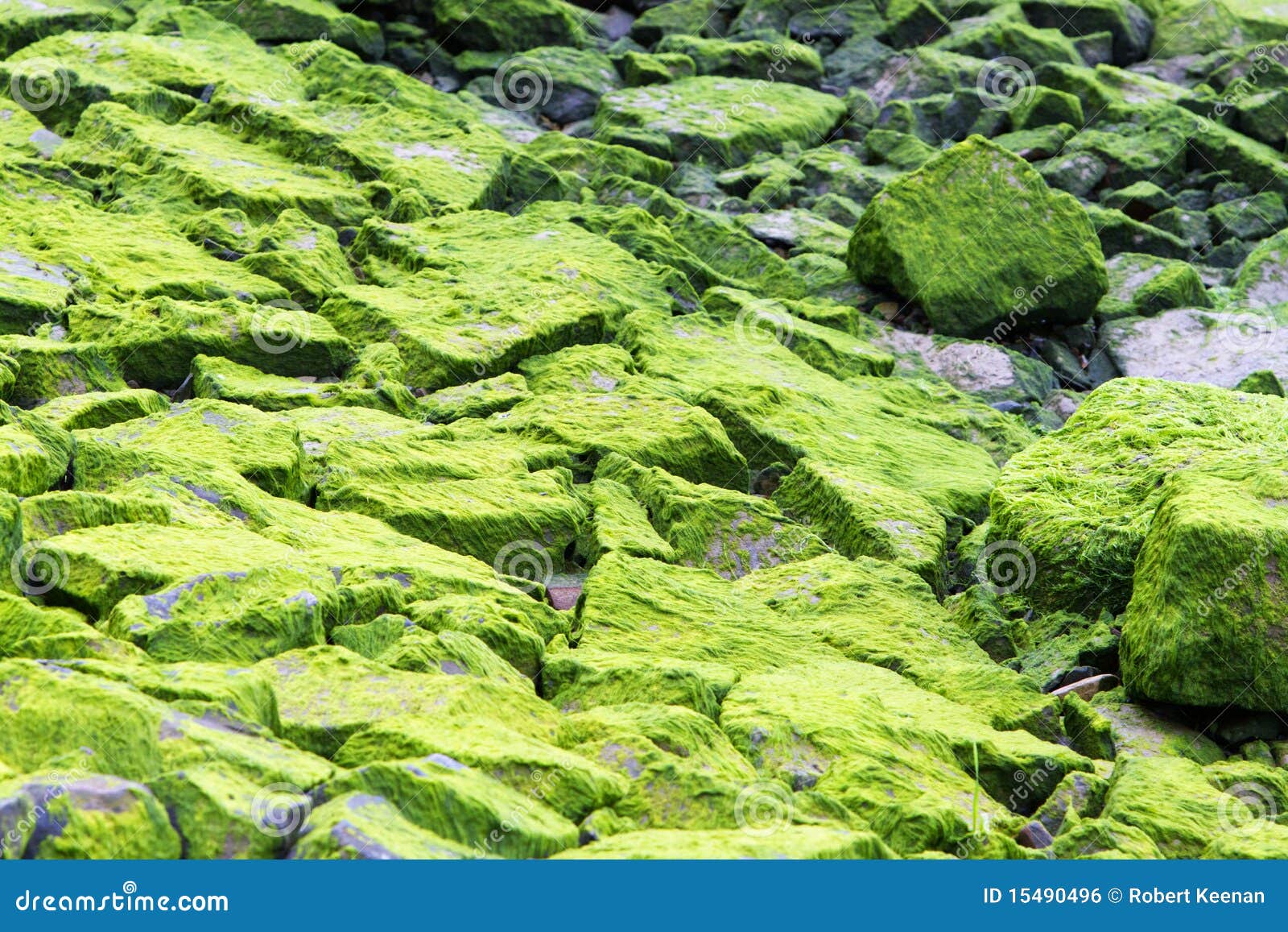 Il Muschio Ha Coperto Le Rocce 2 Fotografia Stock - Immagine di ...