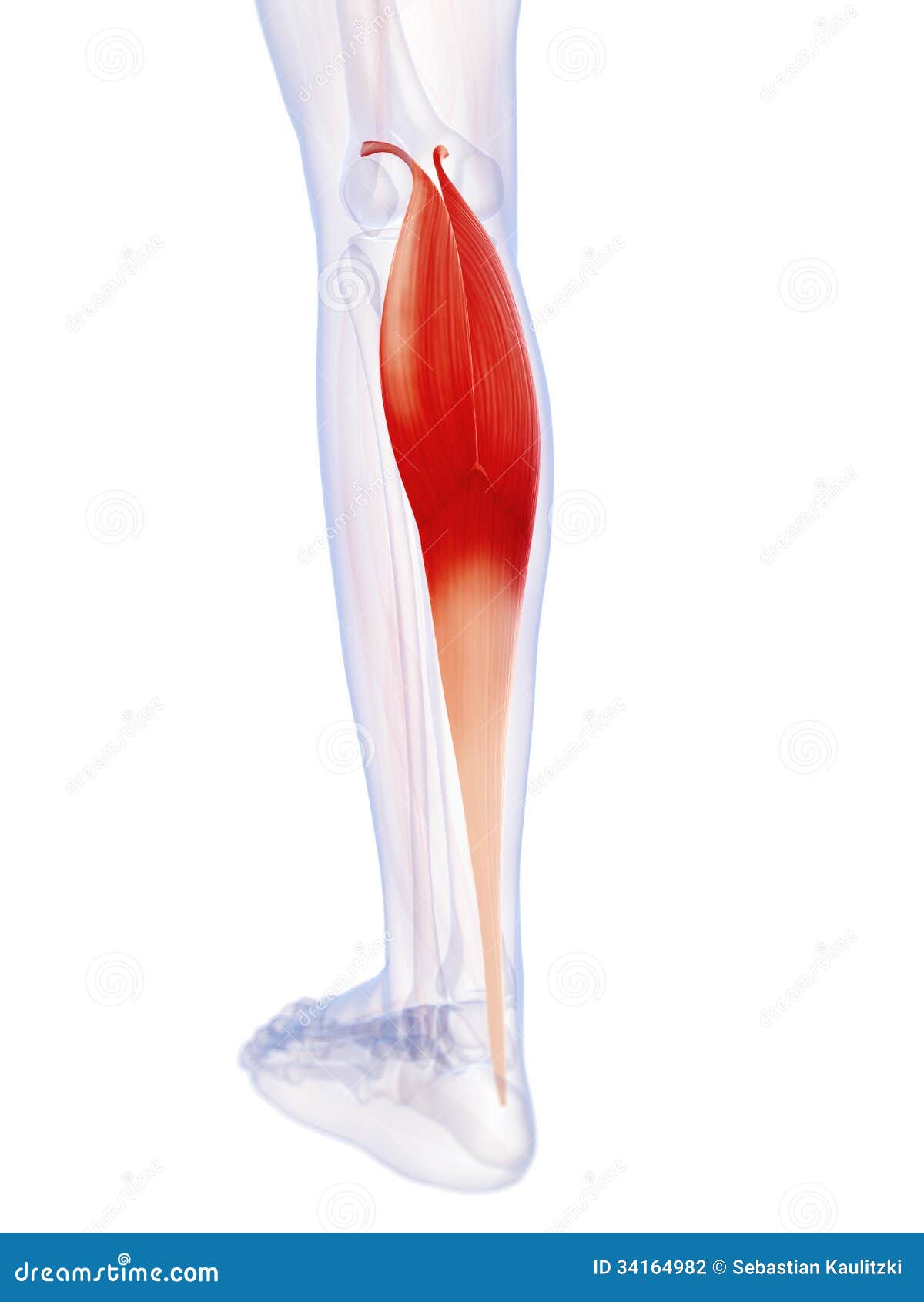 Il Muscolo Di Gastrocnemius Illustrazione di Stock - Illustrazione di ...