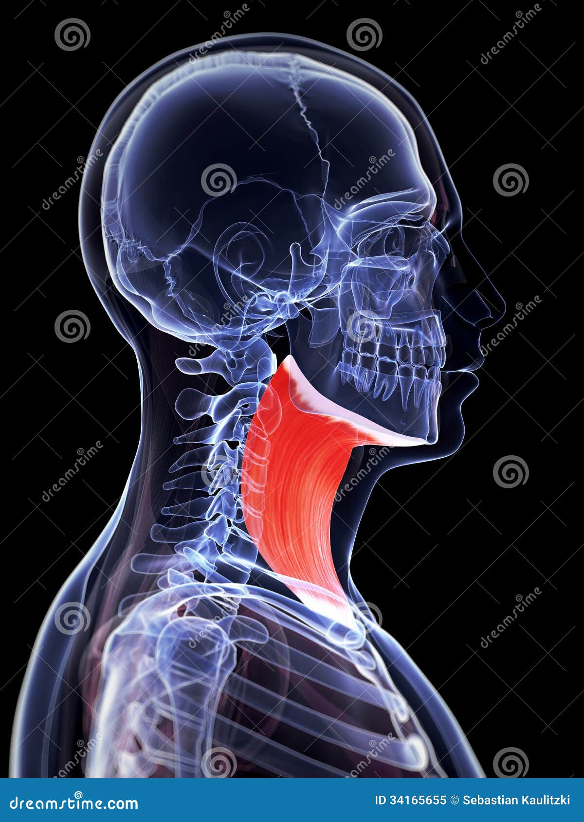 Il muscolo di platysma illustrazione di stock. Illustrazione di grafico ...