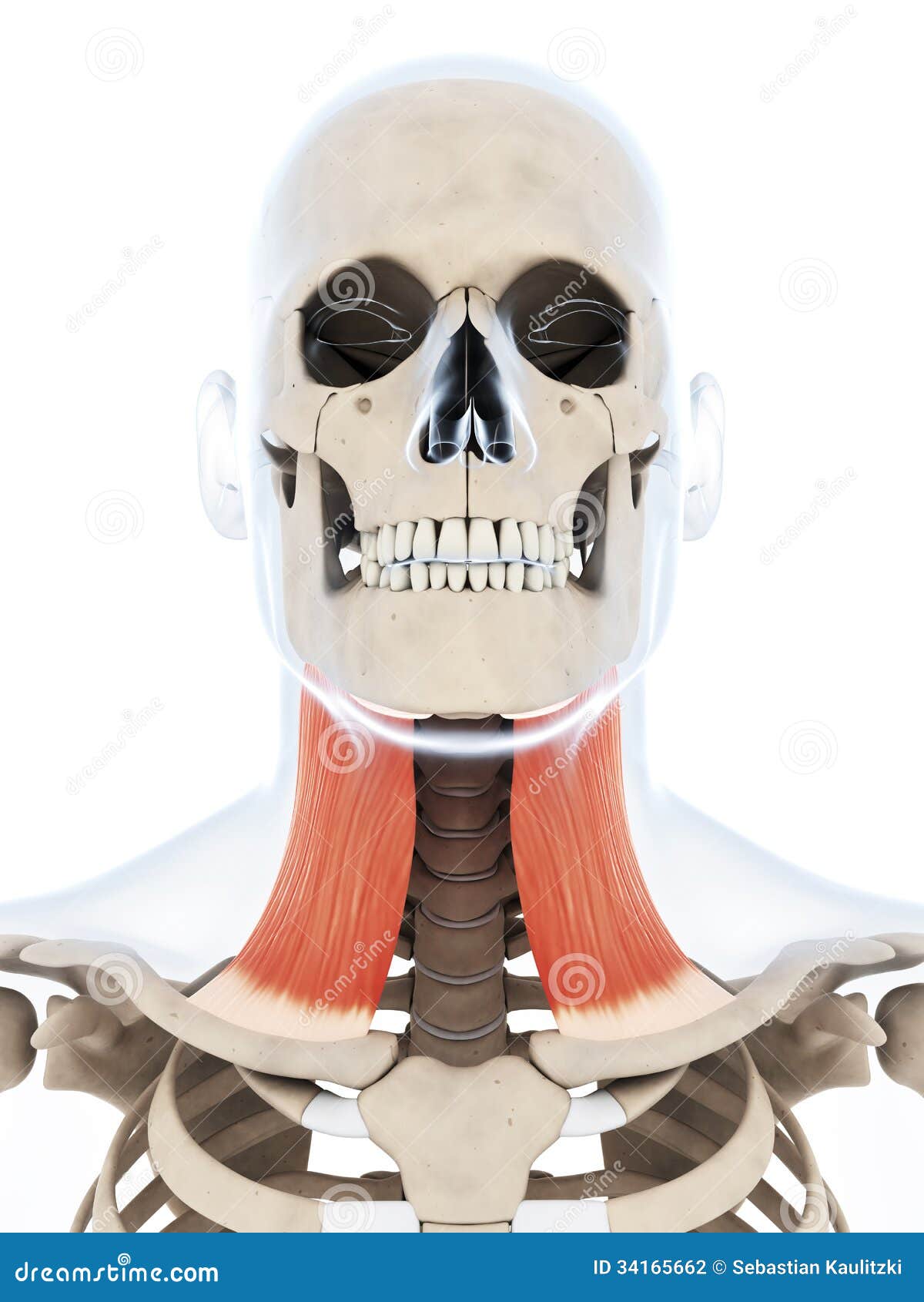 Il muscolo di platysma illustrazione di stock. Illustrazione di scienza ...