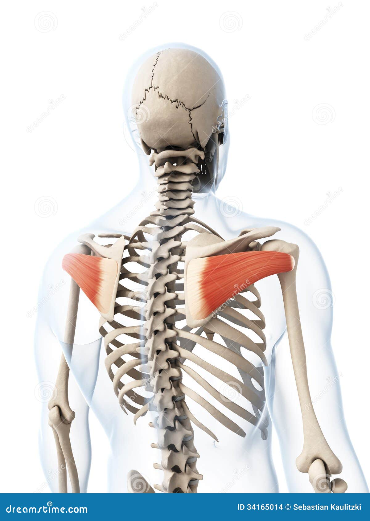 Il muscolo infraspinato illustrazione di stock. Illustrazione di ...