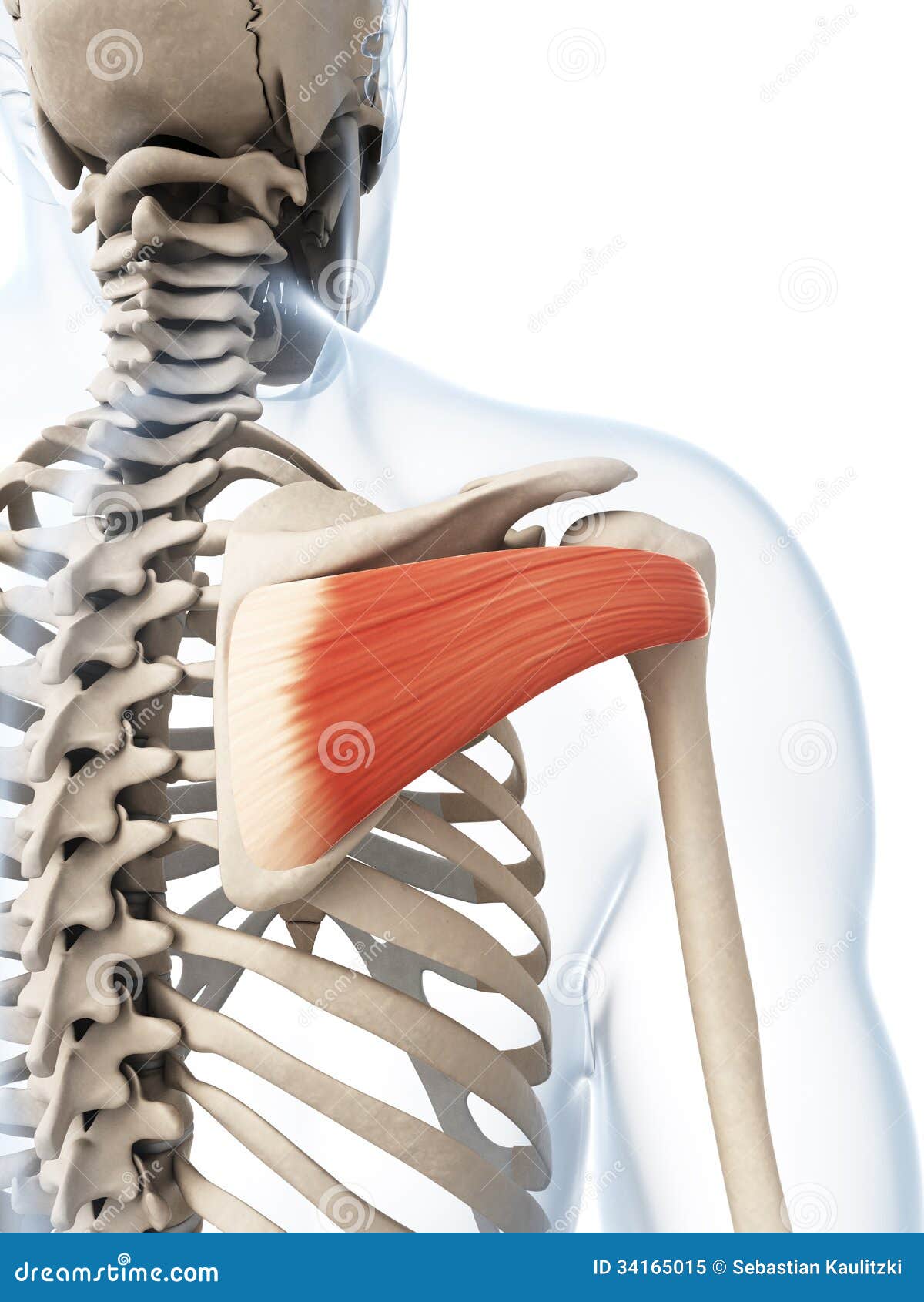 Il muscolo infraspinato illustrazione di stock. Illustrazione di ...