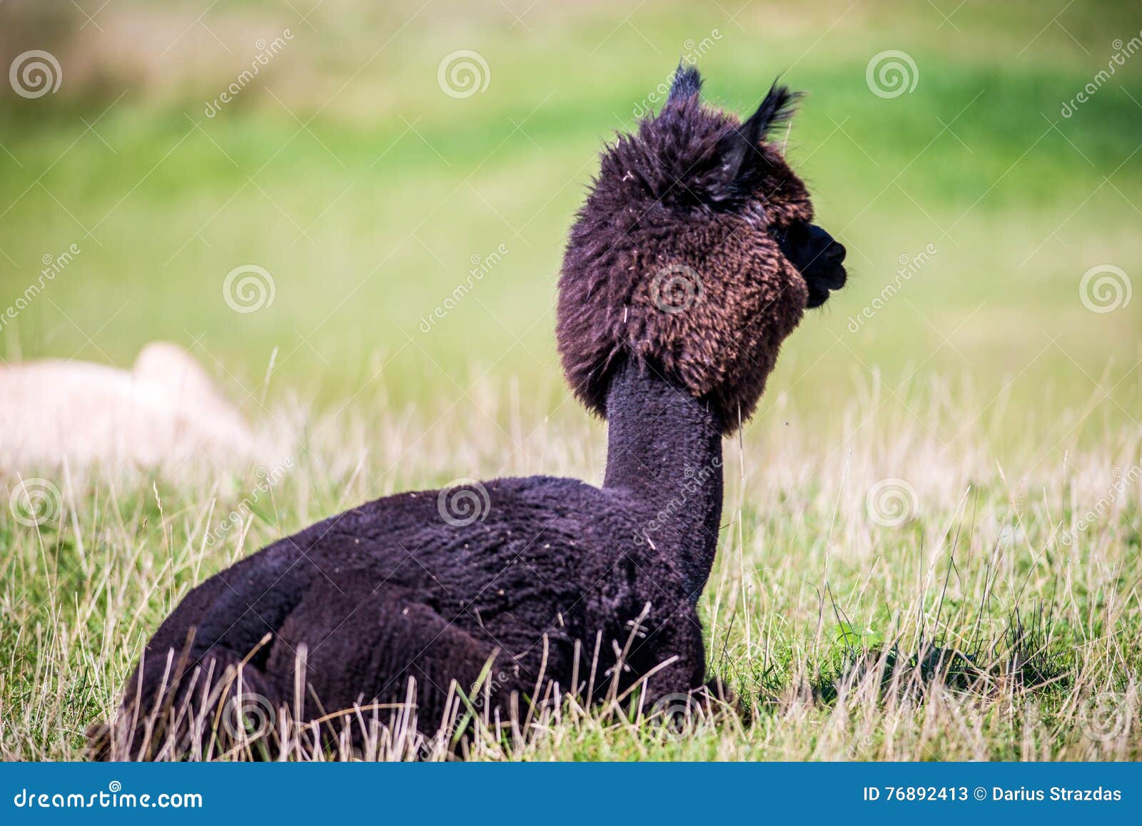 Il Nero Animale Della Lama All'aperto Immagine Stock - Immagine di perù ...