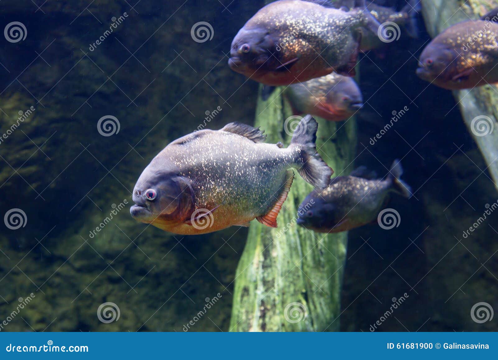 Il Nero PACU Del Pesce Del Piranha Fotografia Stock - Immagine di mondo ...