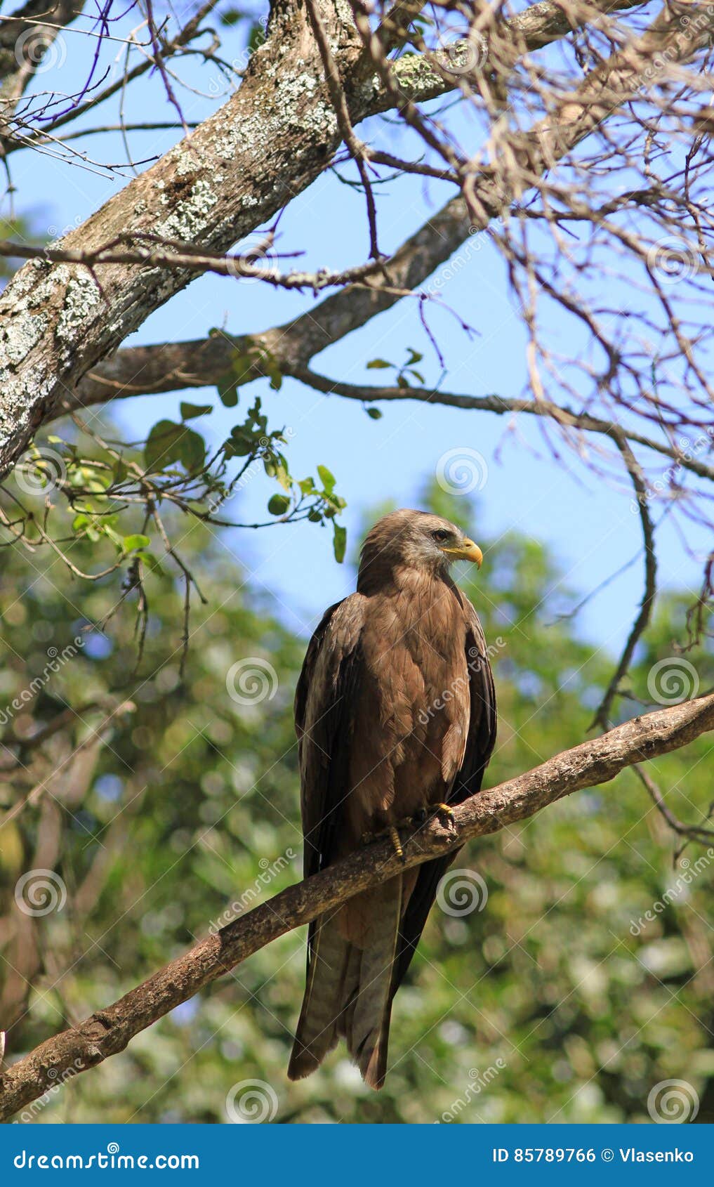 Il nibbio adulto fotografia stock. Immagine di seduta - 85789766
