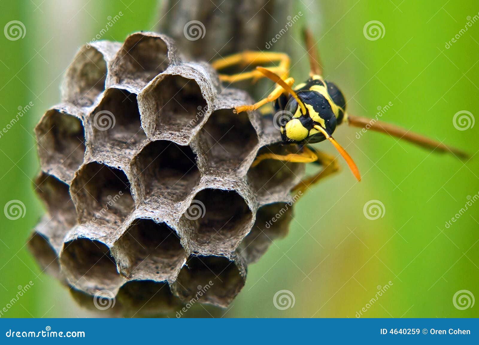 Il nido del calabrone immagine stock. Immagine di morso - 4640259