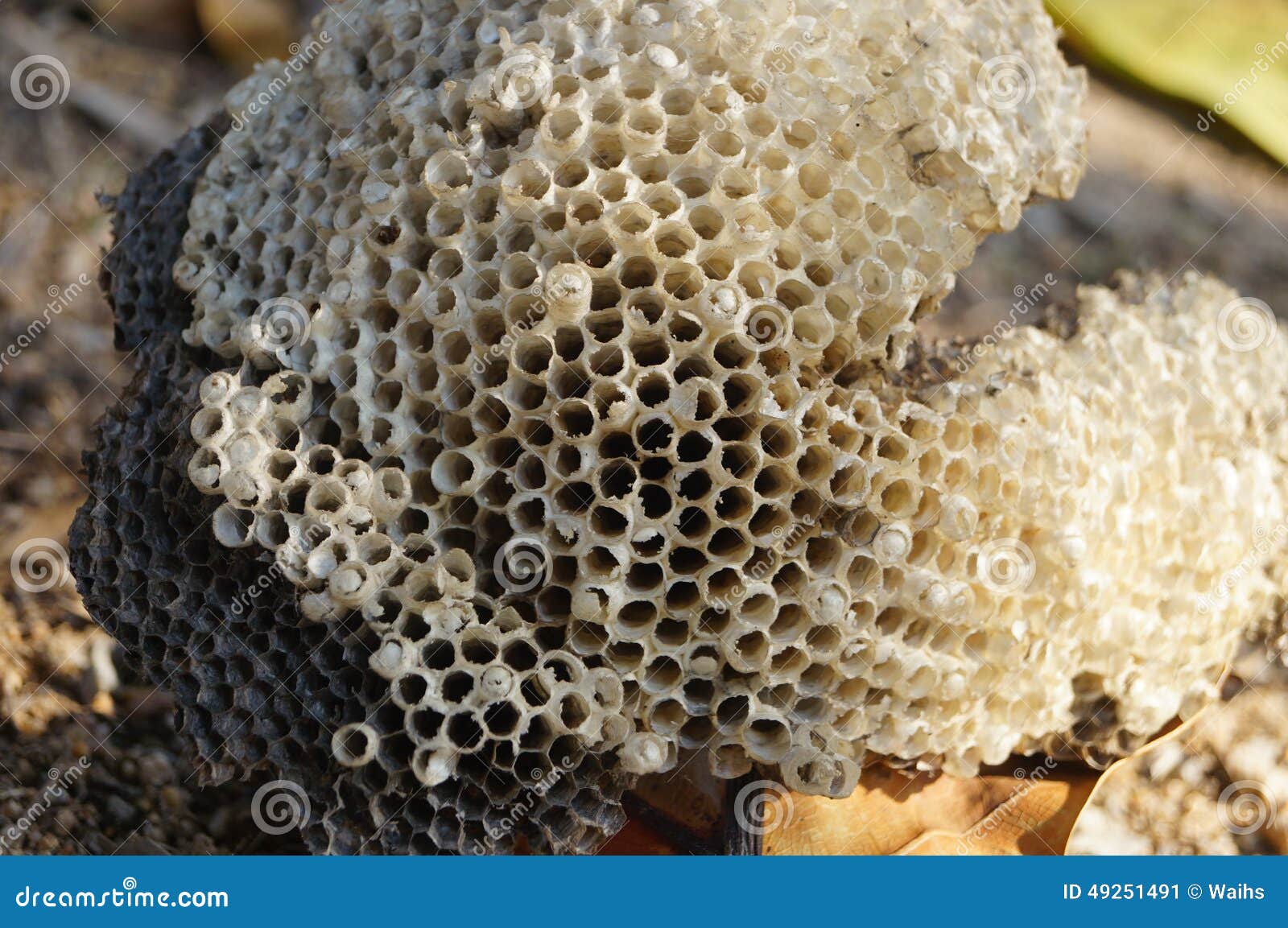Il nido delle api immagine stock. Immagine di insetti - 49251491