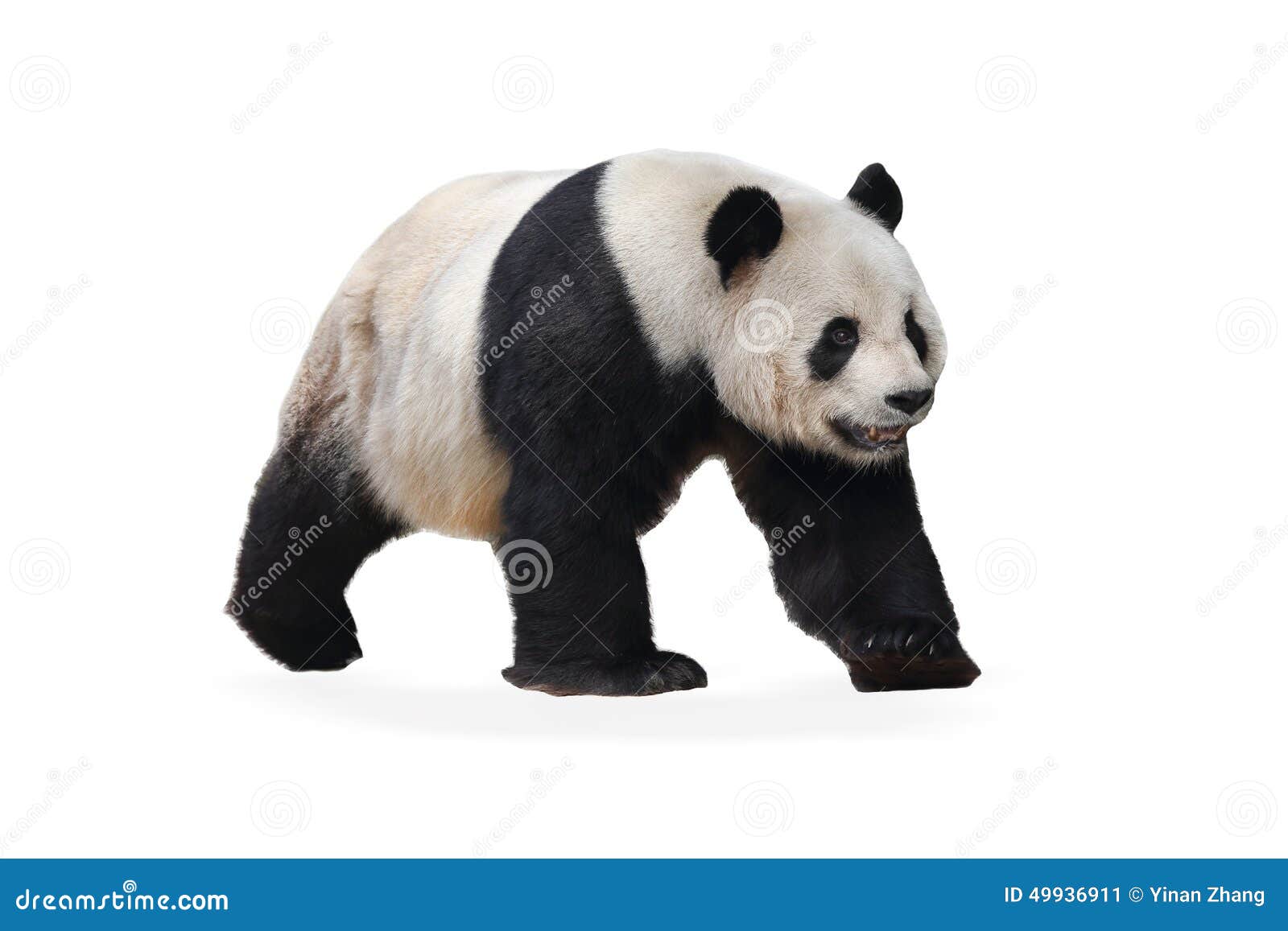 Il panda immagine stock. Immagine di lato, intero, cina - 49936911