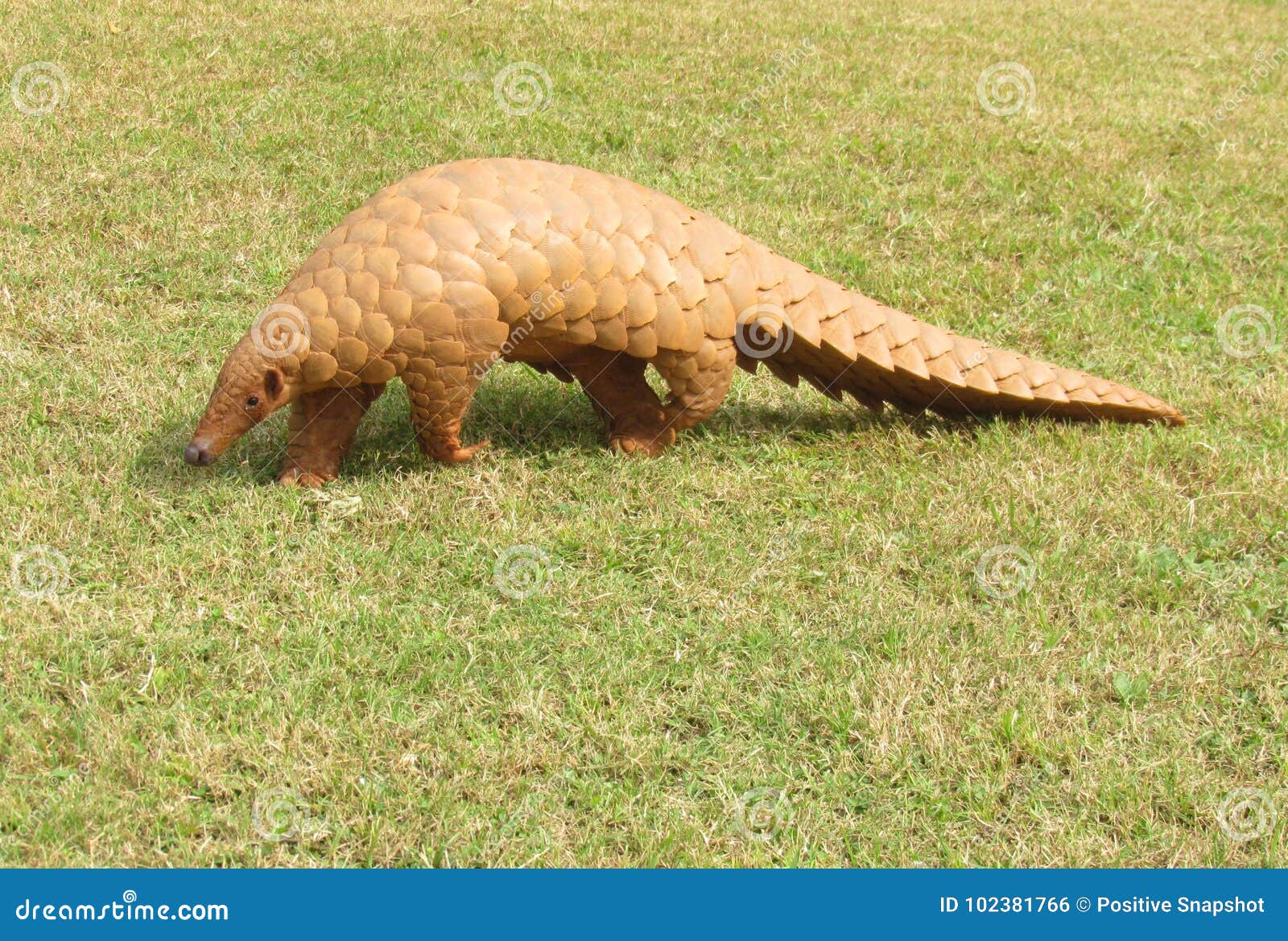 Il pangolino indiano fotografia stock. Immagine di comportamento ...