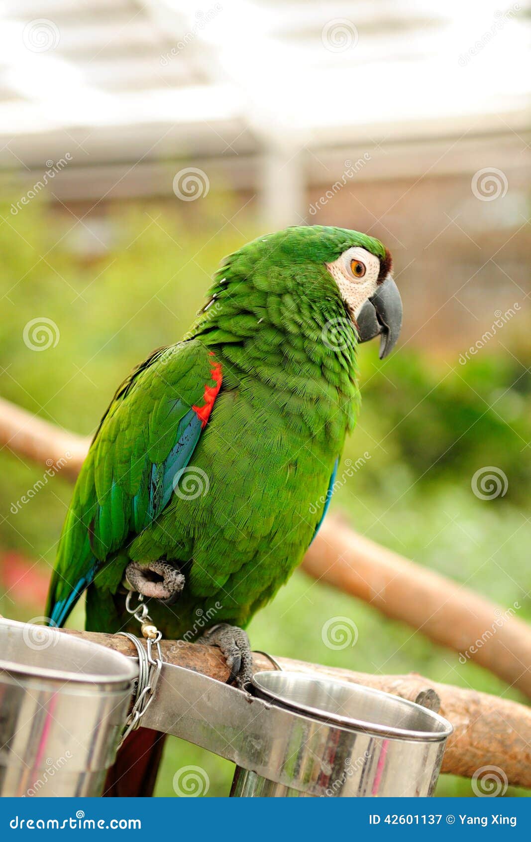 Il pappagallo immagine stock. Immagine di bello, animale - 42601137