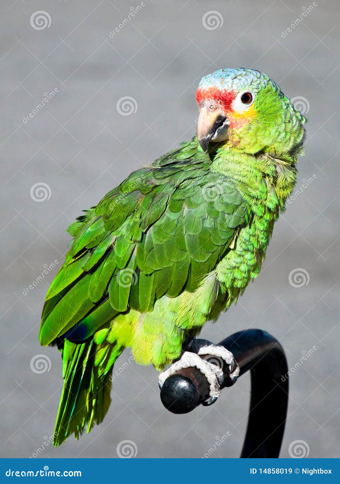Il pappagallo verde immagine stock. Immagine di animale - 14858019