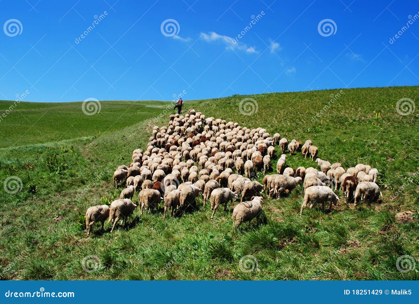 Il Pastore Piombo Le Sue Pecore Immagine Stock - Immagine di ...