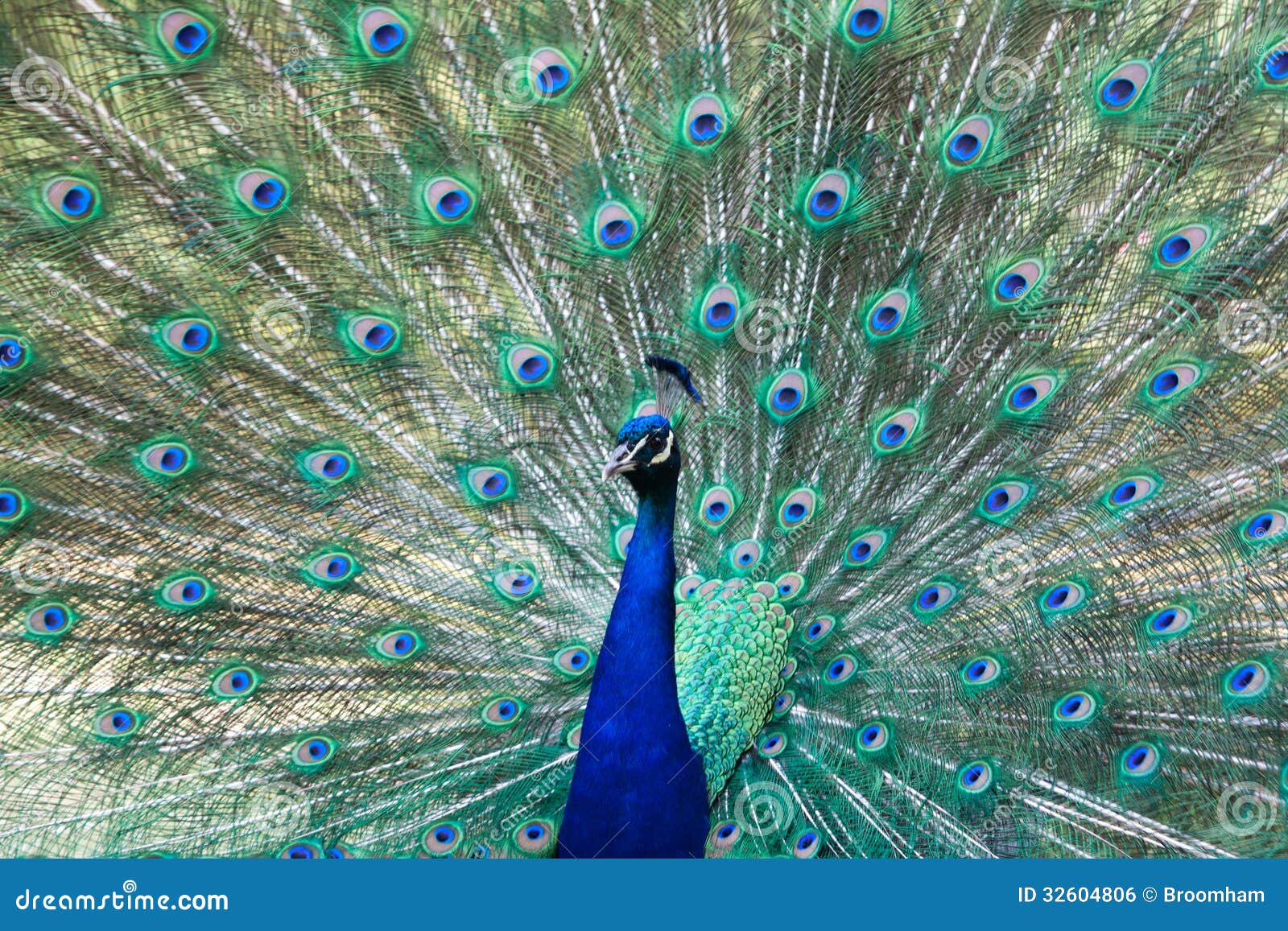 Il Pavone Con Le Piume Si Apre Fotografia Stock - Immagine di ...