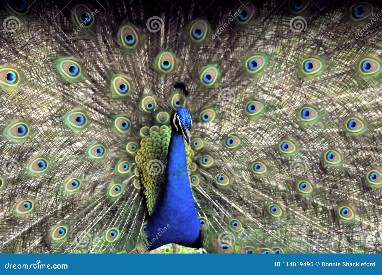 Il pavone maschio immagine stock. Immagine di peacock - 114019495