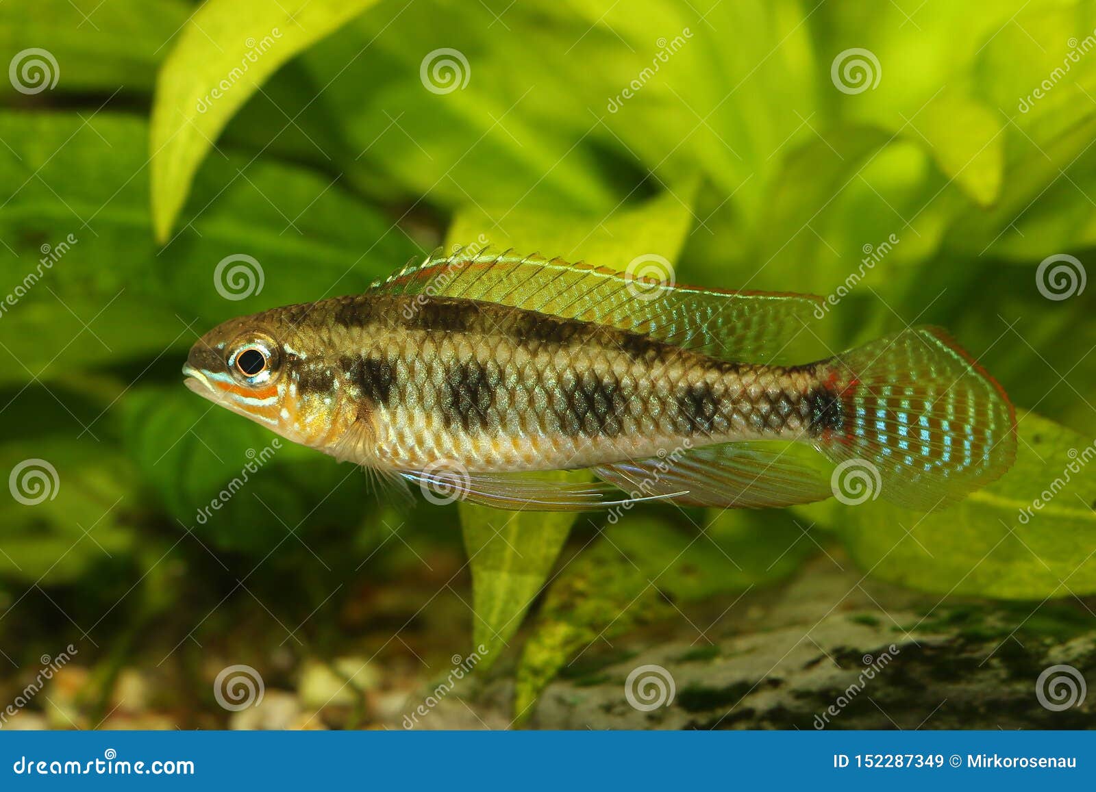 Il Pesce Dell'acquario Di Dicrossus Maculatus Delle Cichlidae Della ... Il Pesce Dell'acquario Di Dicrossus Maculatus Delle Cichlidae Della ...