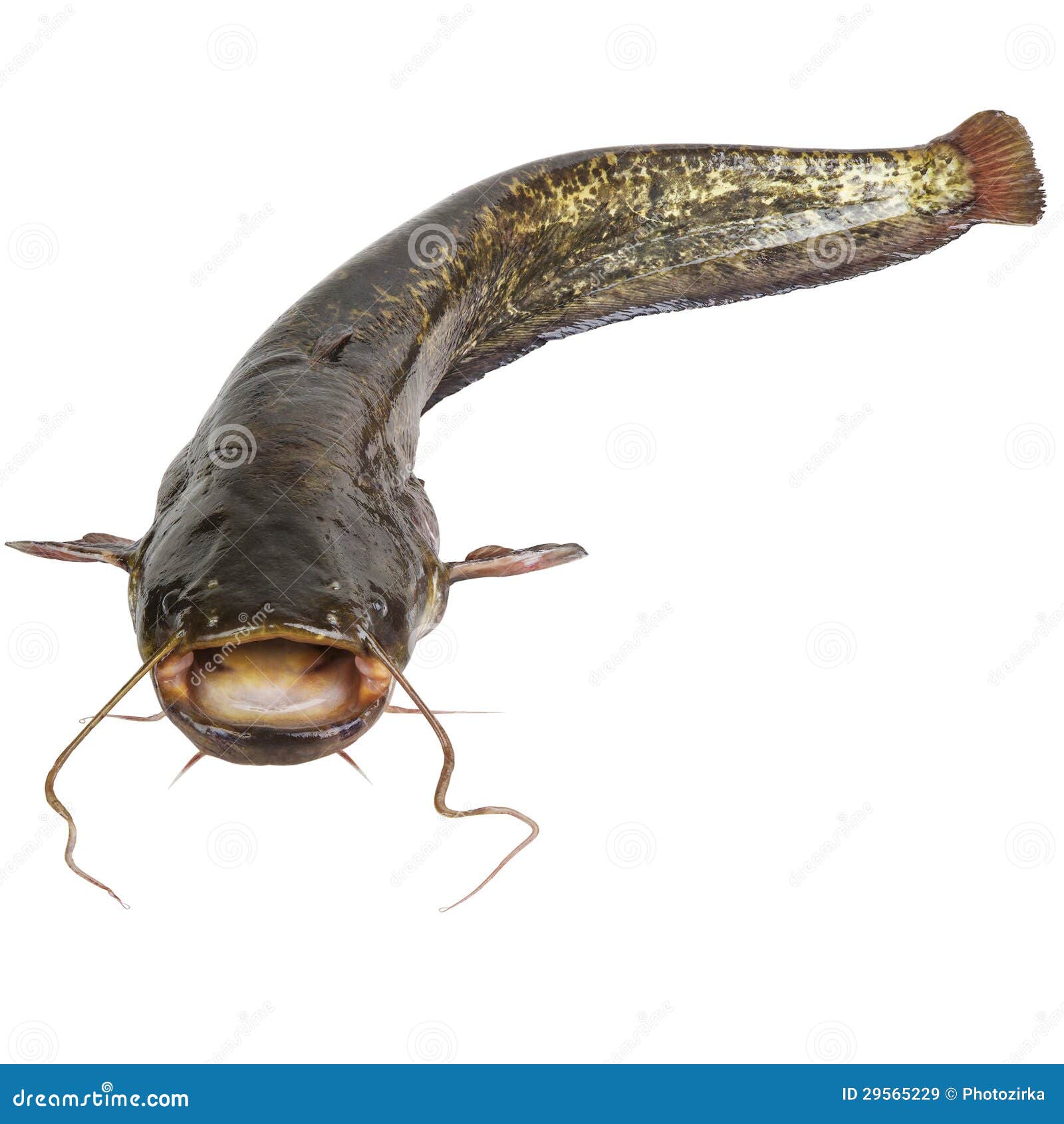 Il pesce gatto del fiume immagine stock. Immagine di pesca - 29565229