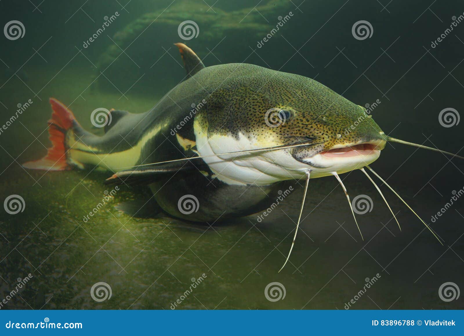 Il Pesce Gatto Rosso Della Coda Fotografia Stock - Immagine di ...