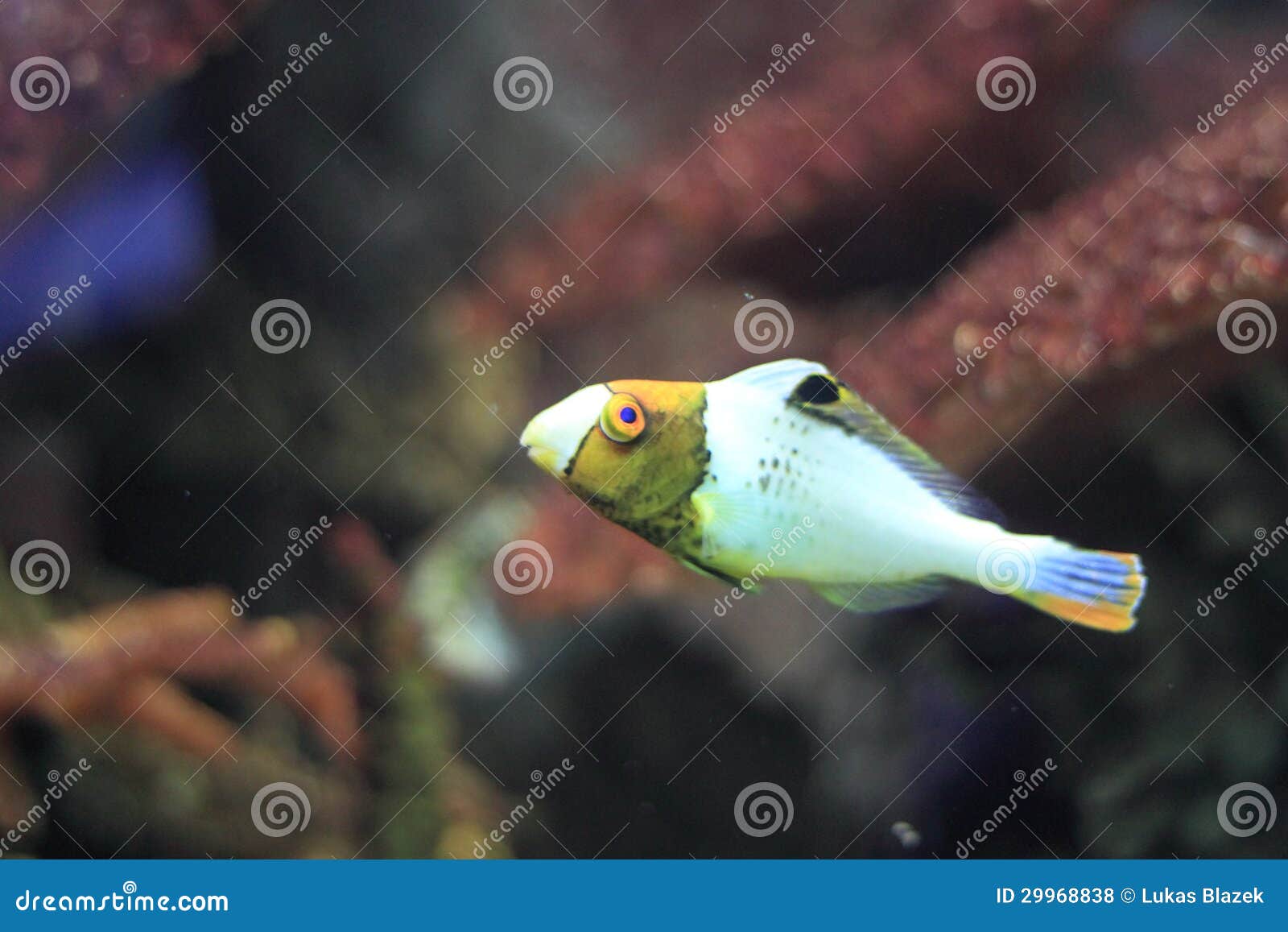 Pesce pappagallo bicolore fotografia stock. Immagine di pesci - 29968838