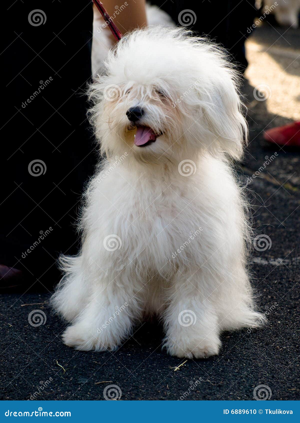 Il Piccolo Cane Bianco, Alleva-ODIS Fotografia Stock - Immagine di ...