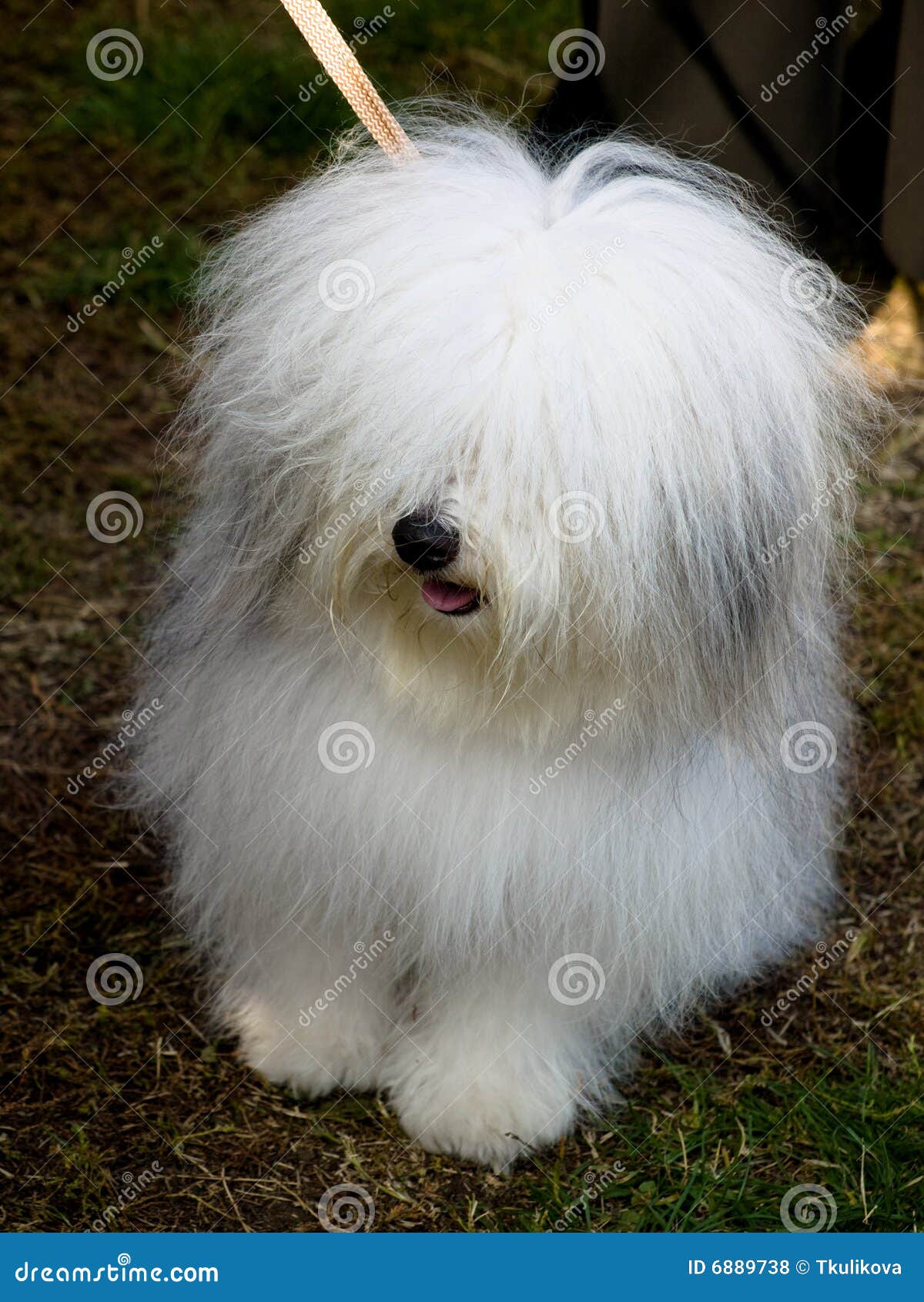 Il Piccolo Cane Bianco, Alleva-ODIS Fotografia Stock - Immagine di ...