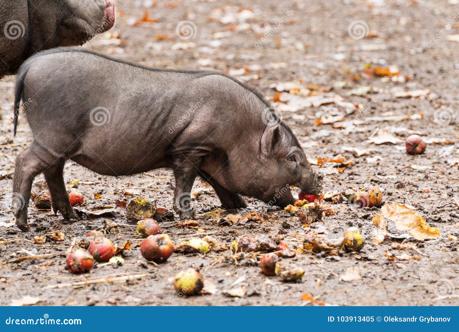 Il Piccolo Verro Mangia Le Mele Immagine Stock - Immagine di sporcizia ...