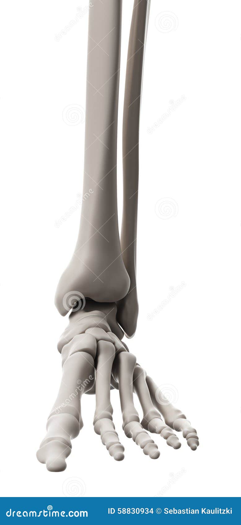 Il piede illustrazione di stock. Illustrazione di talo - 58830934
