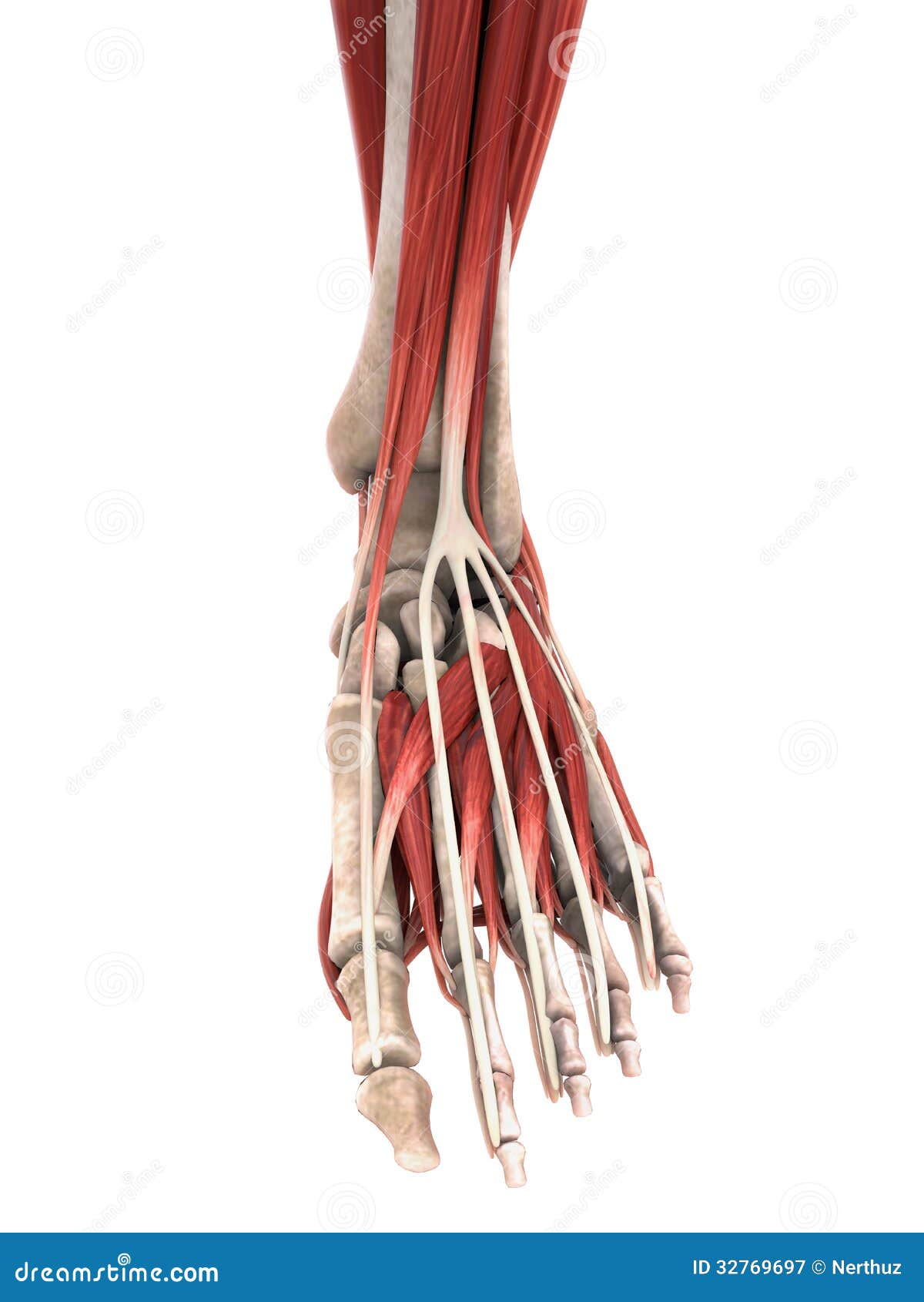 Il Piede Umano Muscles L'anatomia Illustrazione di Stock ...