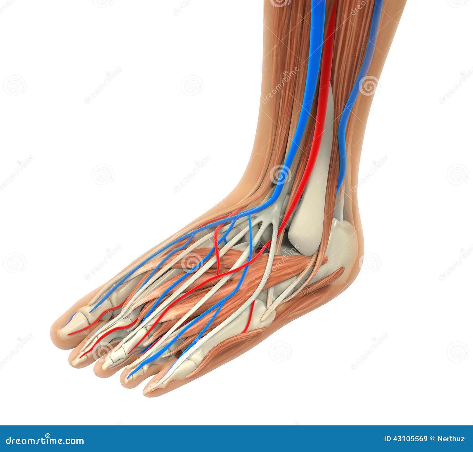 Il Piede Umano Muscles L'anatomia Illustrazione di Stock ...