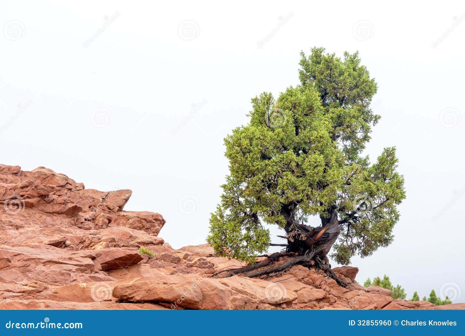 Il Pino Sopra Rosso Oscilla Colorado Fotografia Stock - Immagine di ...