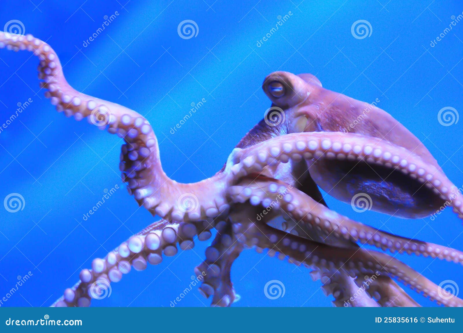 Il polipo fotografia stock. Immagine di marino, rosa - 25835616