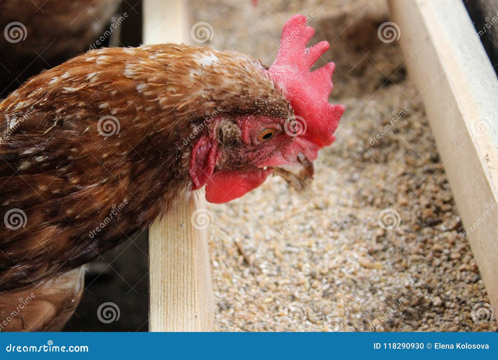 Il Pollo Che Becca Grano Dalla Depressione Nel Pollaio Fotografia Stock ...