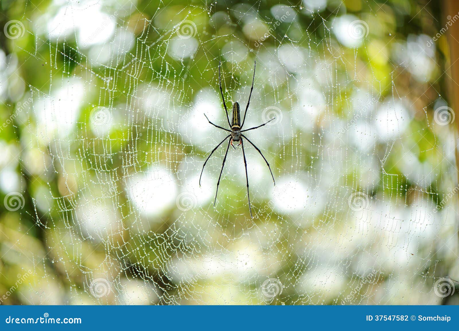 Il Primo Piano Della Ragnatela (ragnatela) Fotografia Stock - Immagine ...