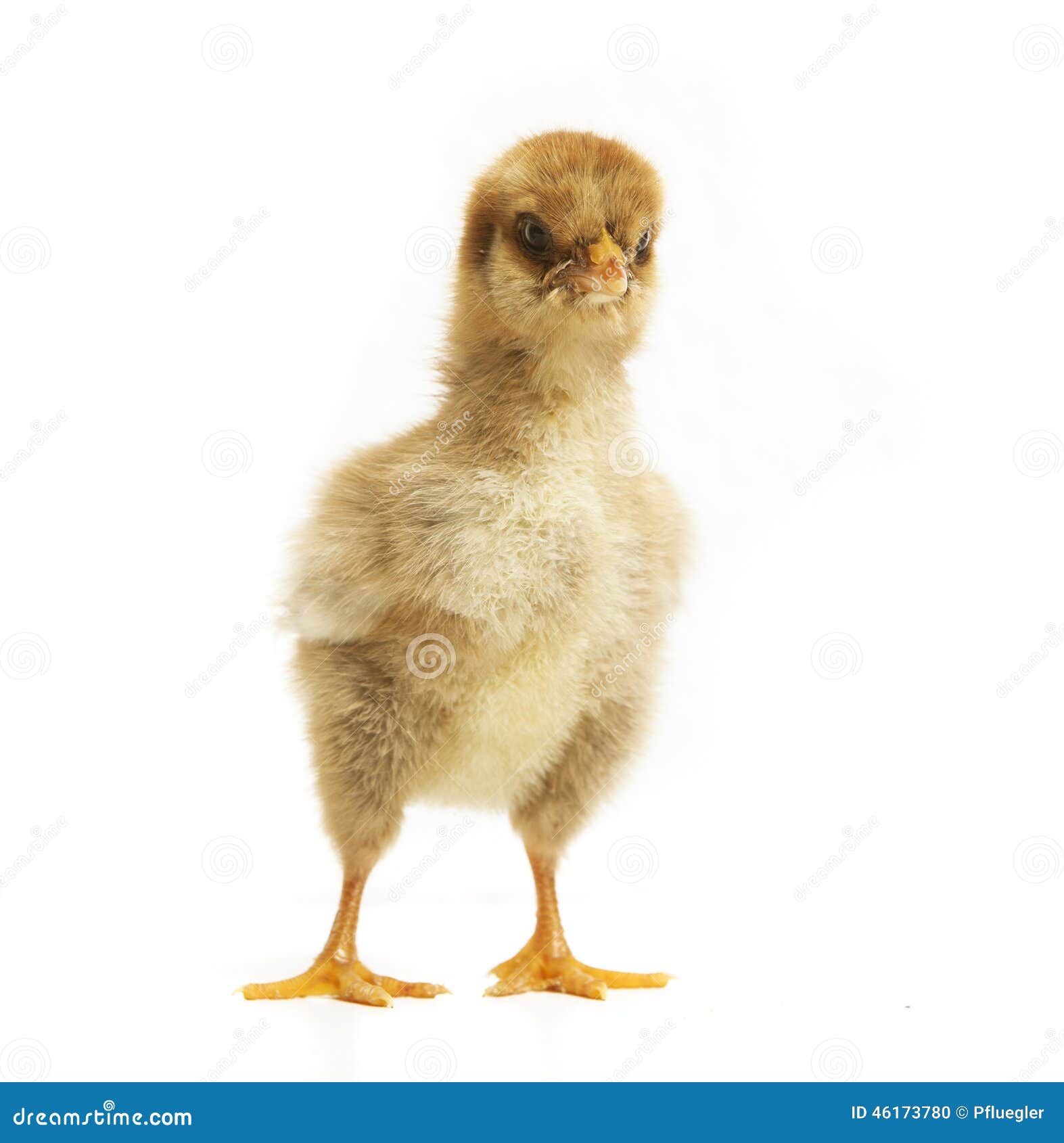 Il pulcino rende grande fotografia stock. Immagine di colpo - 46173780