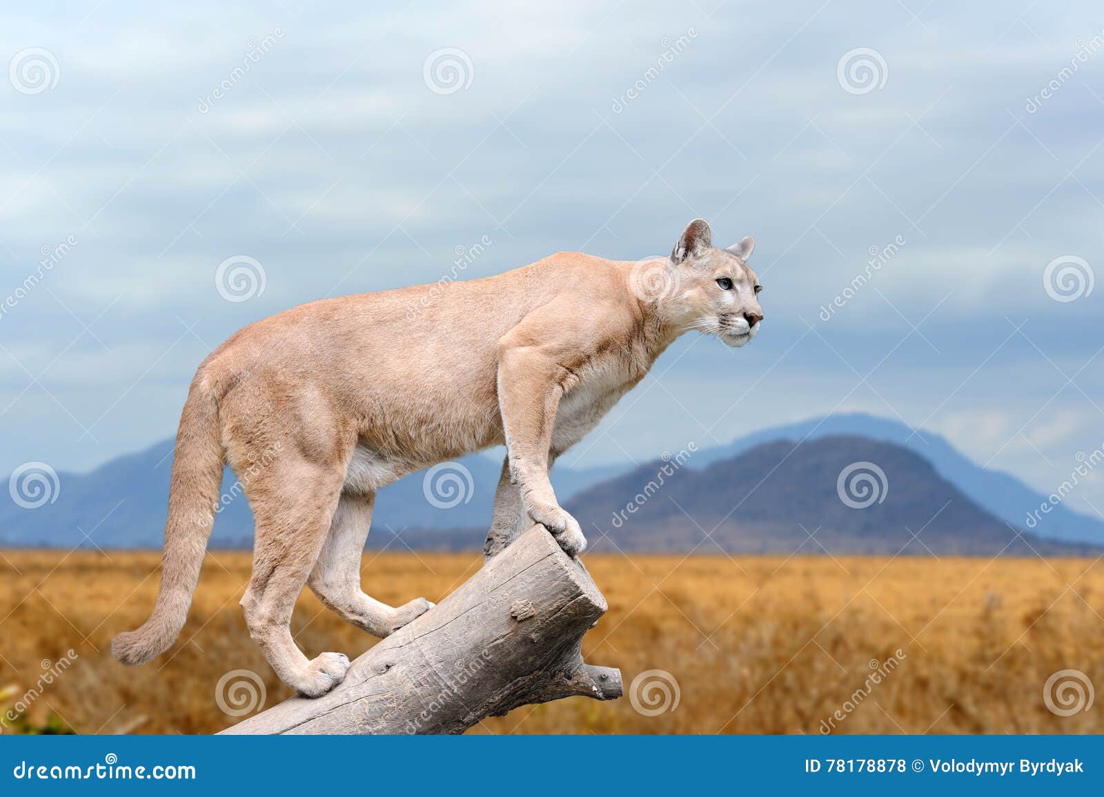 Il puma sta su un albero fotografia stock. Immagine di creatura - 78178878
