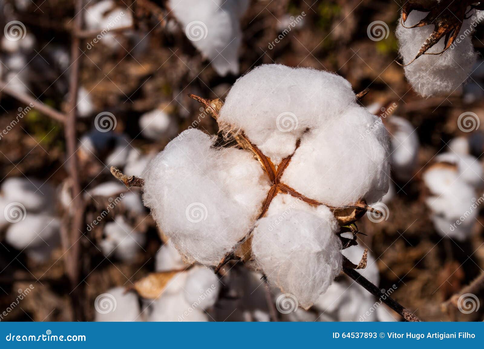 Il raccolto del cotone immagine stock. Immagine di agricoltura - 64537893