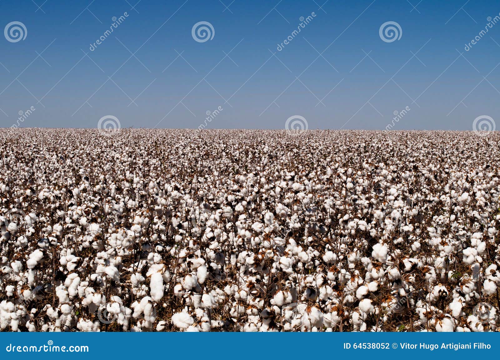 Il raccolto del cotone fotografia stock. Immagine di produzione - 64538052