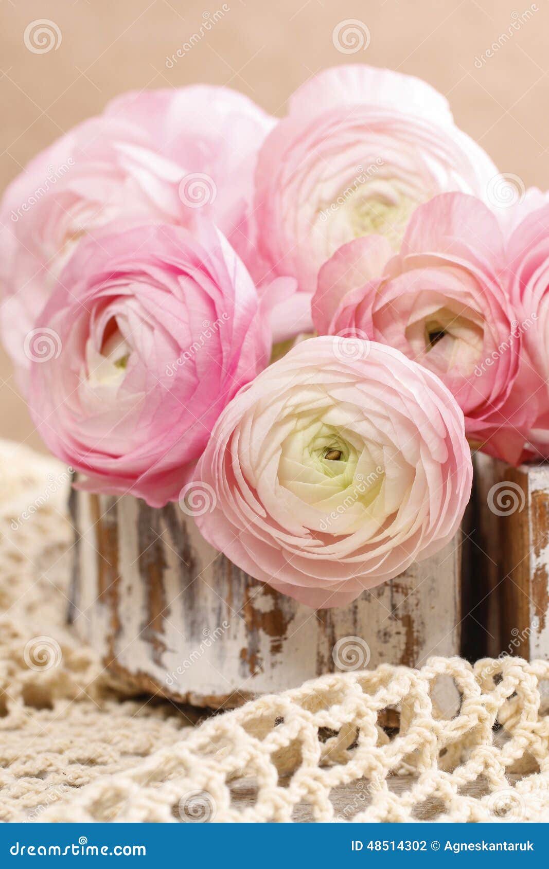 Il Ranuncolo Persiano Rosa Fiorisce (ranunculus) Fotografia Stock ...